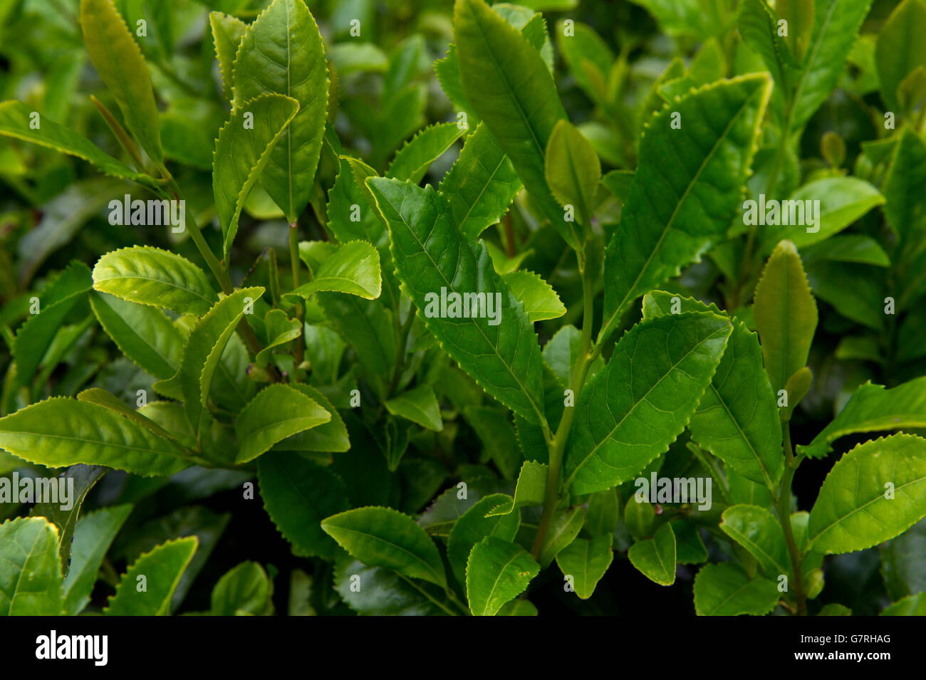 Tea plantation on the Tregothnan Estate,Tresillion,Cornwall,the first ...
