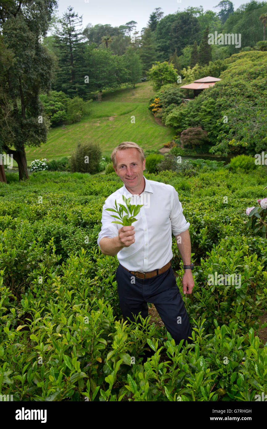 Tea plantation cornwall hi-res stock photography and images - Alamy
