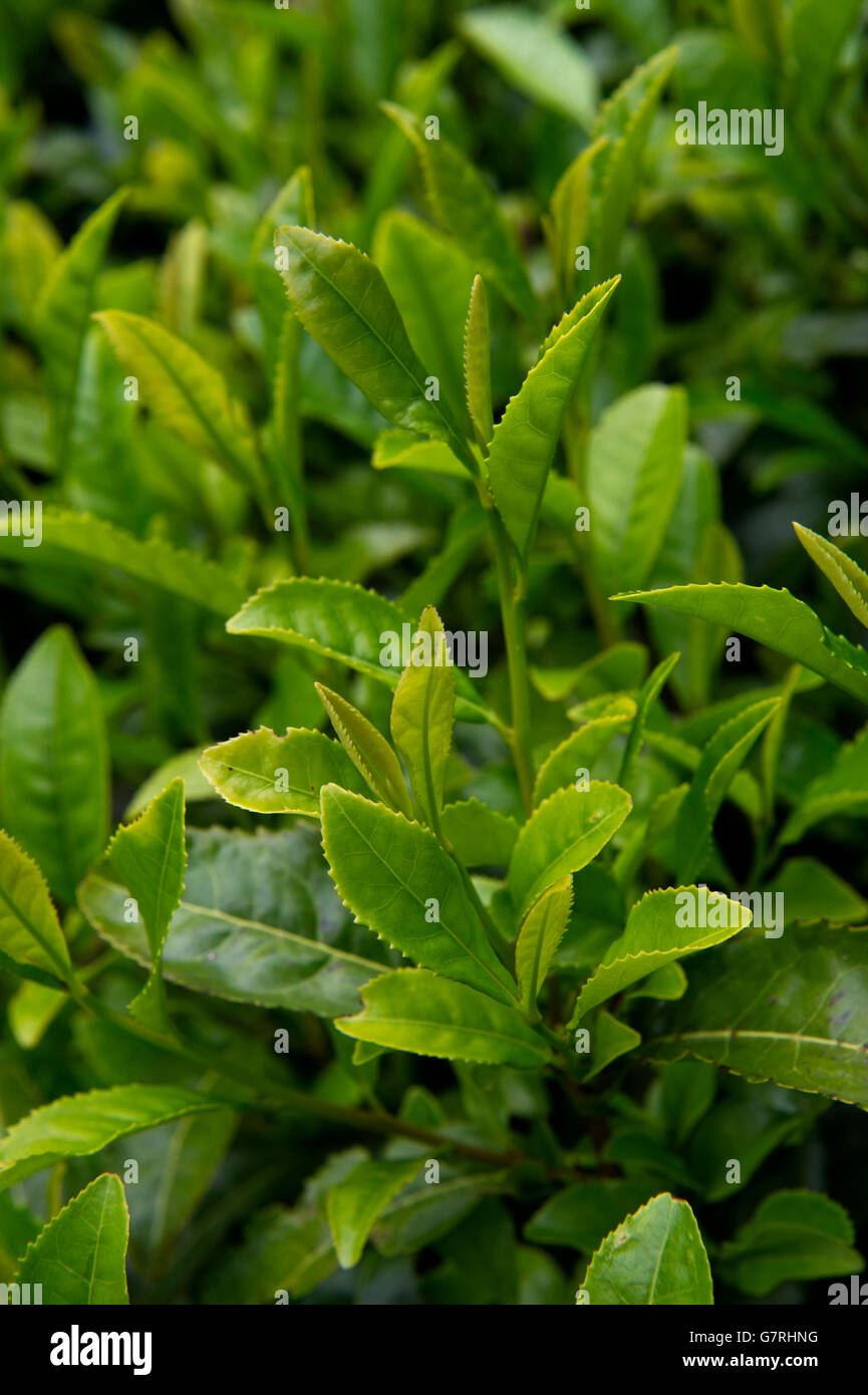 English plantations hi-res stock photography and images - Alamy