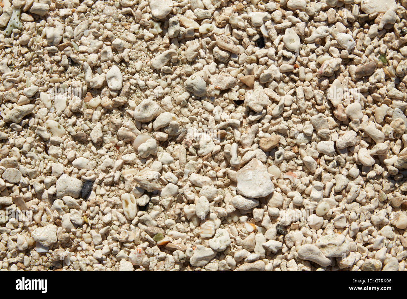 Key West beach shells sand detail in Florida USA fort Zachary Taylor ...