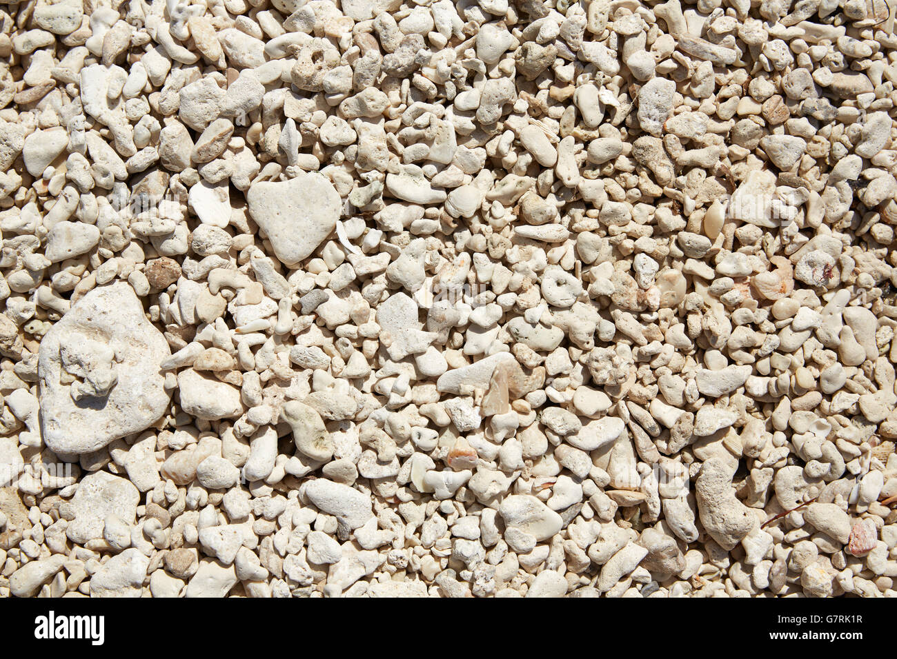 Key West beach shells sand detail in Florida USA fort Zachary Taylor ...