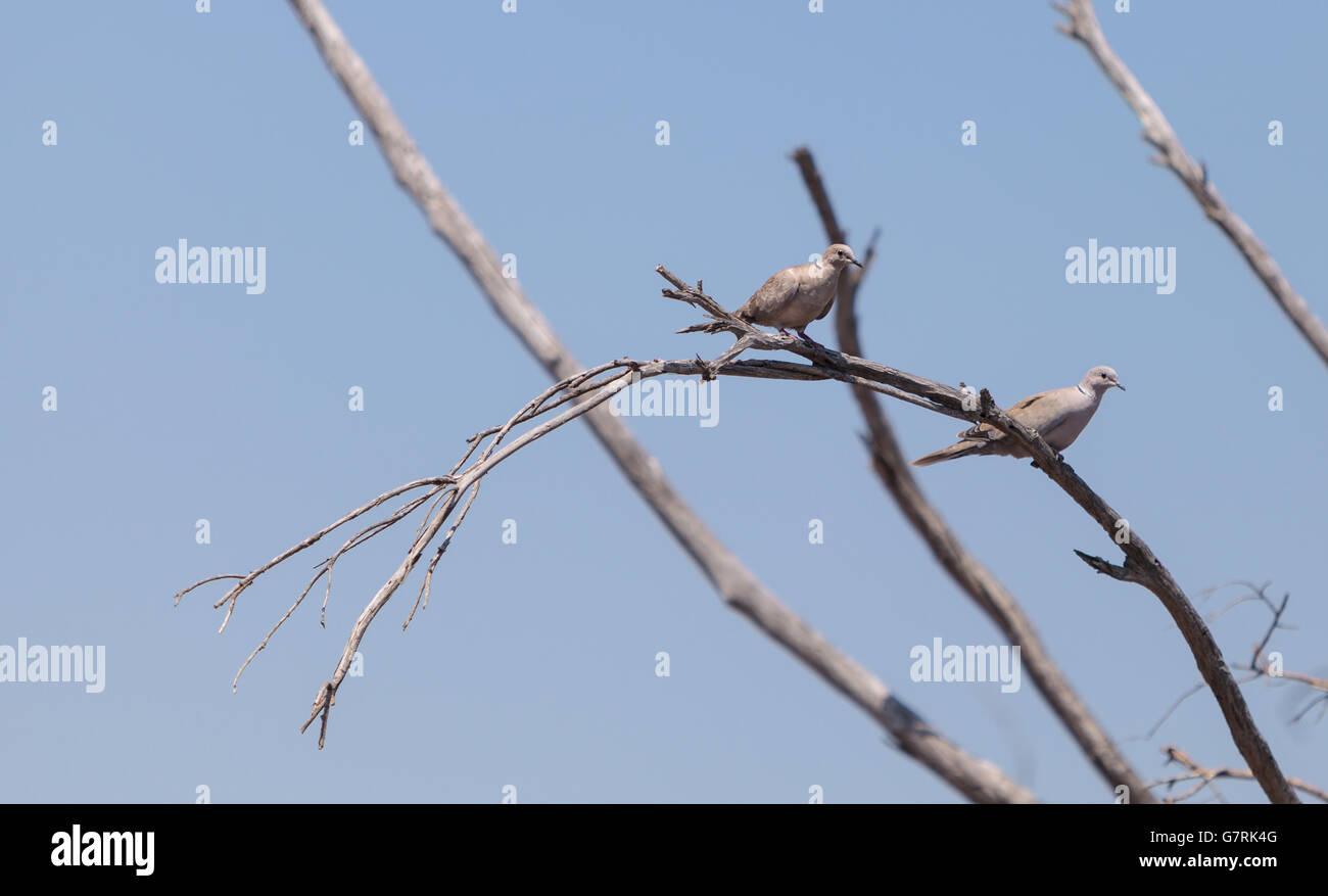 Two mourning doves Zenaida macroura perch in a tree over a marsh in ...