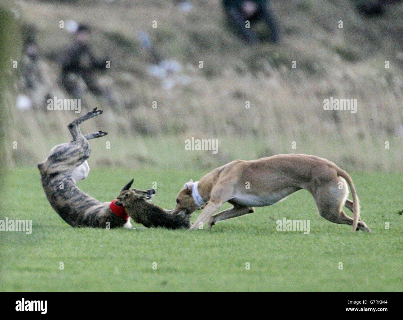 A greyhound brings down a hare hi-res stock photography and images - Alamy
