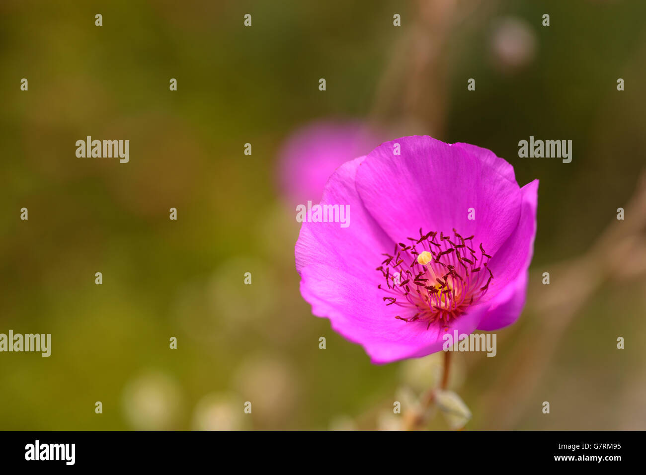 Hot pink flower of Rock purslane Calandrinia spectabilis blooms in ...