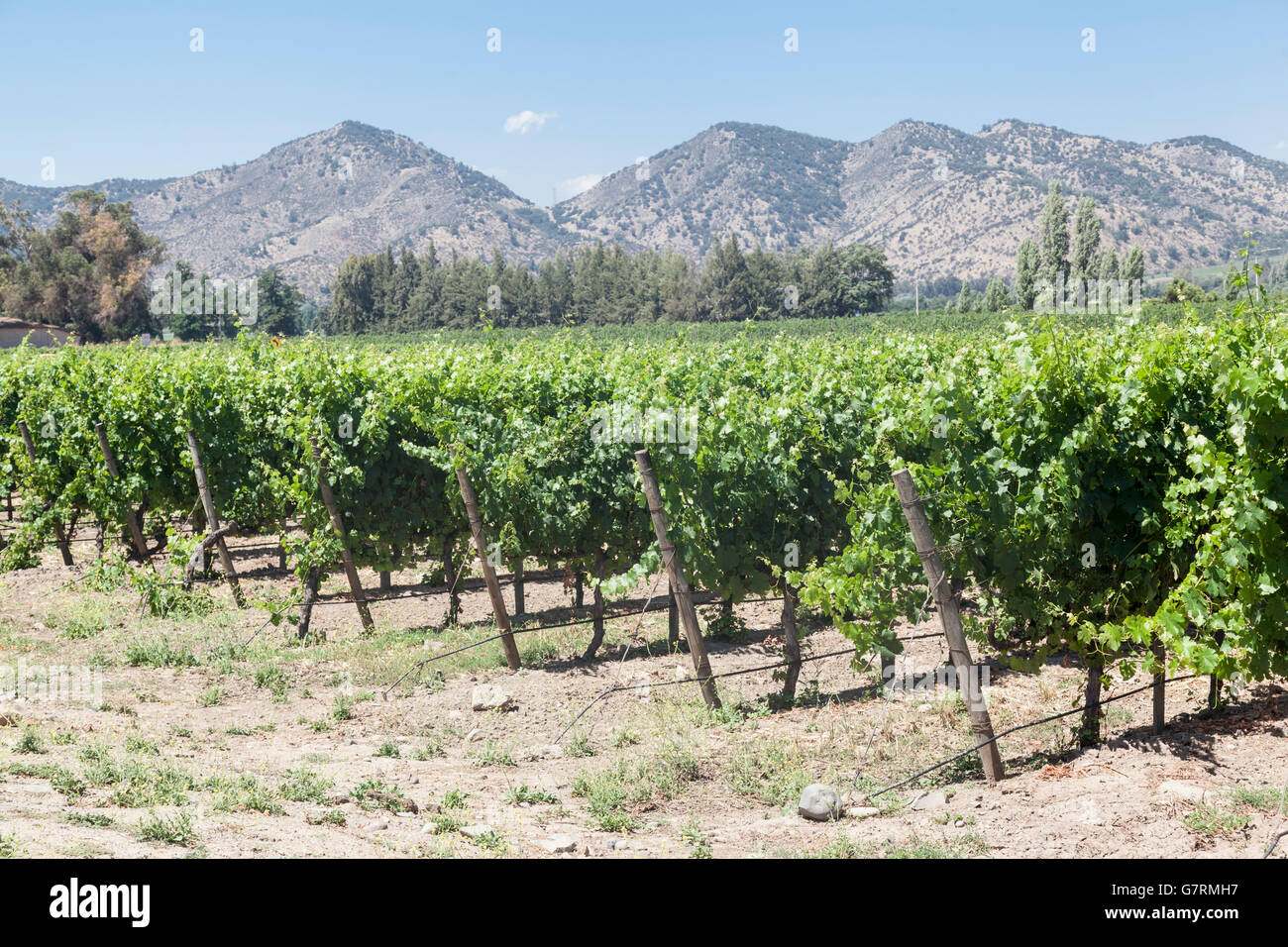 Vineyard Winery Santiago do Chile Stock Photo - Alamy