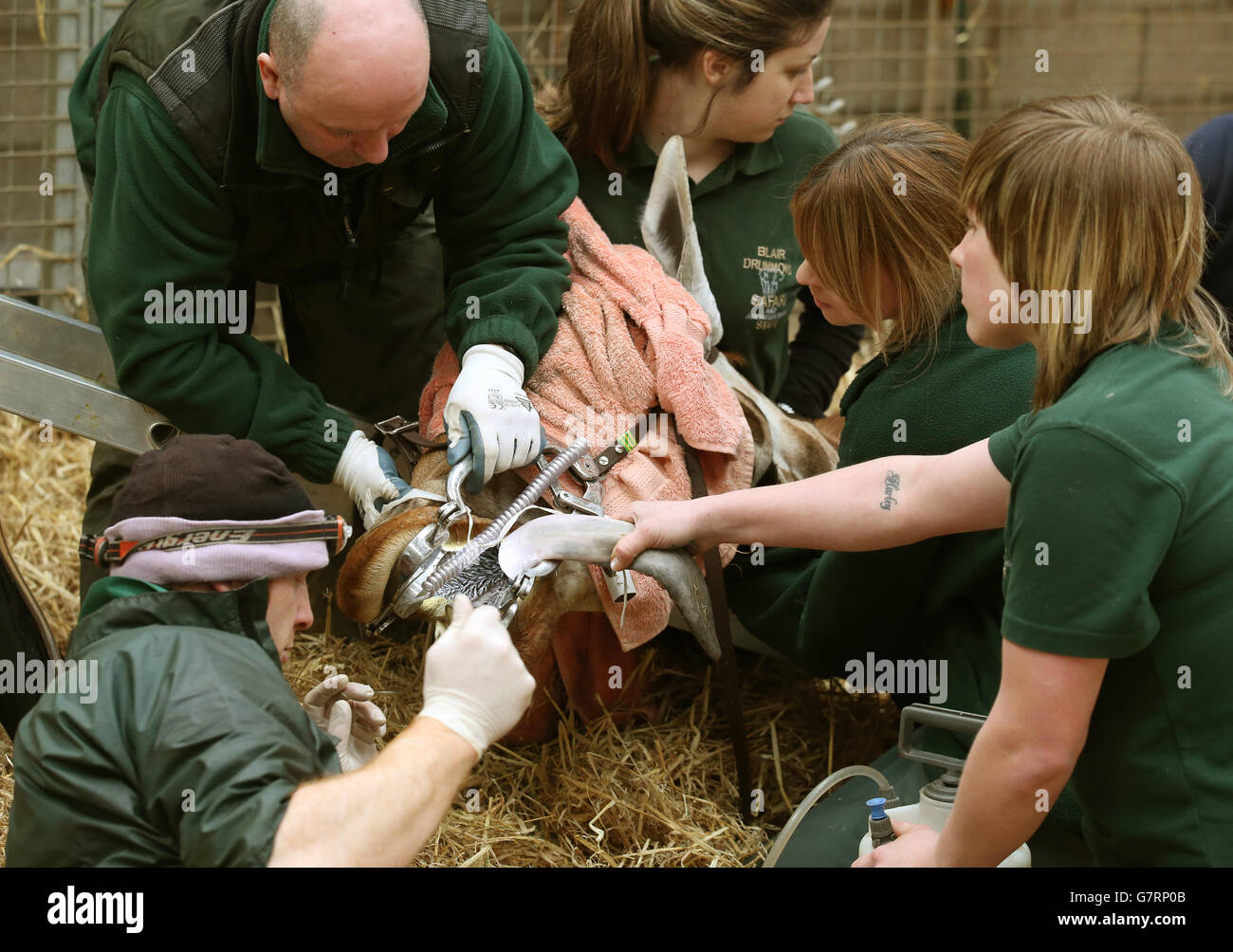 Dental work for Kelly the giraffe Stock Photo - Alamy