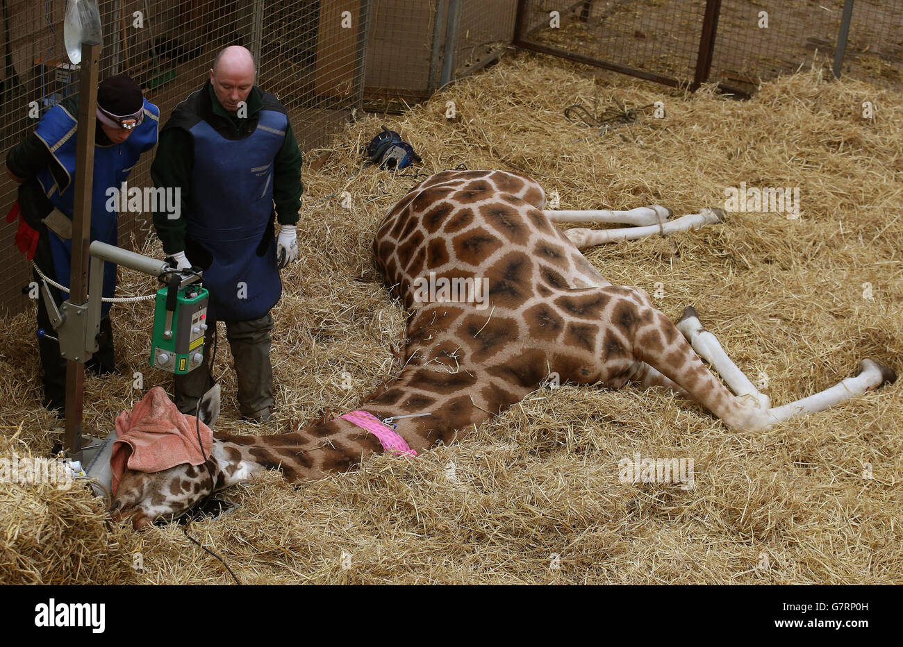 vet Ian Rodger (left) and Gordon Hill taking an X-ray of Kelly the ...