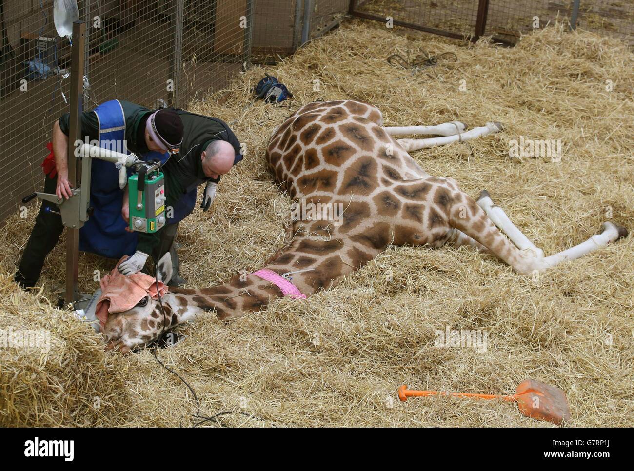 Previously unissued photo dated 17/03/15 of vet Ian Rodger (Left) and ...
