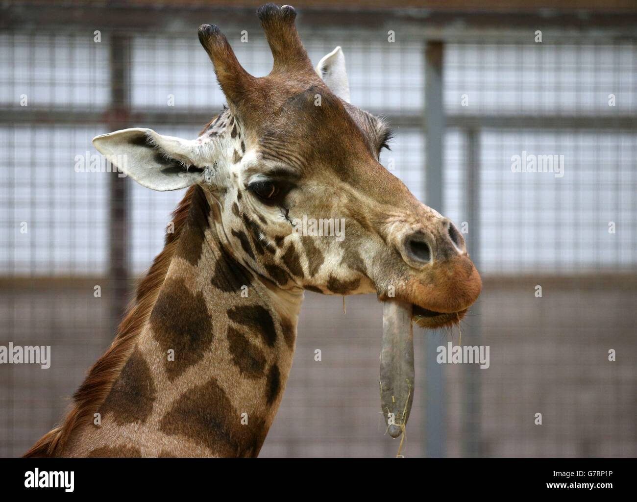 Giraffe feet hi-res stock photography and images - Alamy