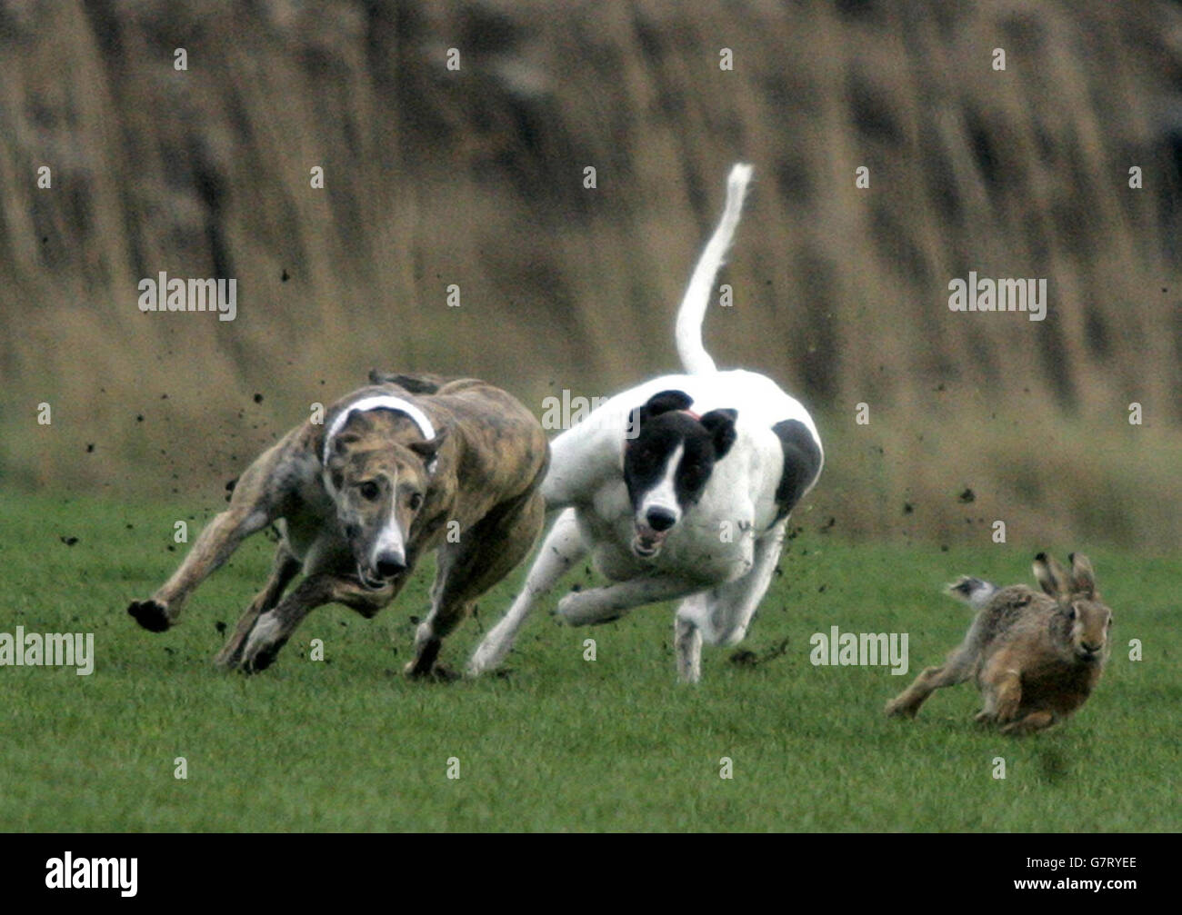 Hare Coursing - Waterloo Cup. A hare is pursued by two greyhounds on ...