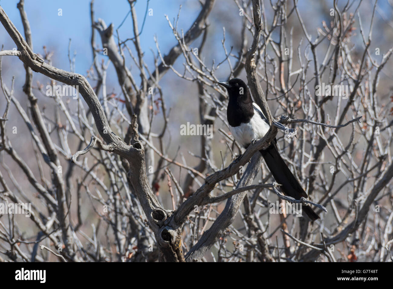 American crow nest hi-res stock photography and images - Alamy