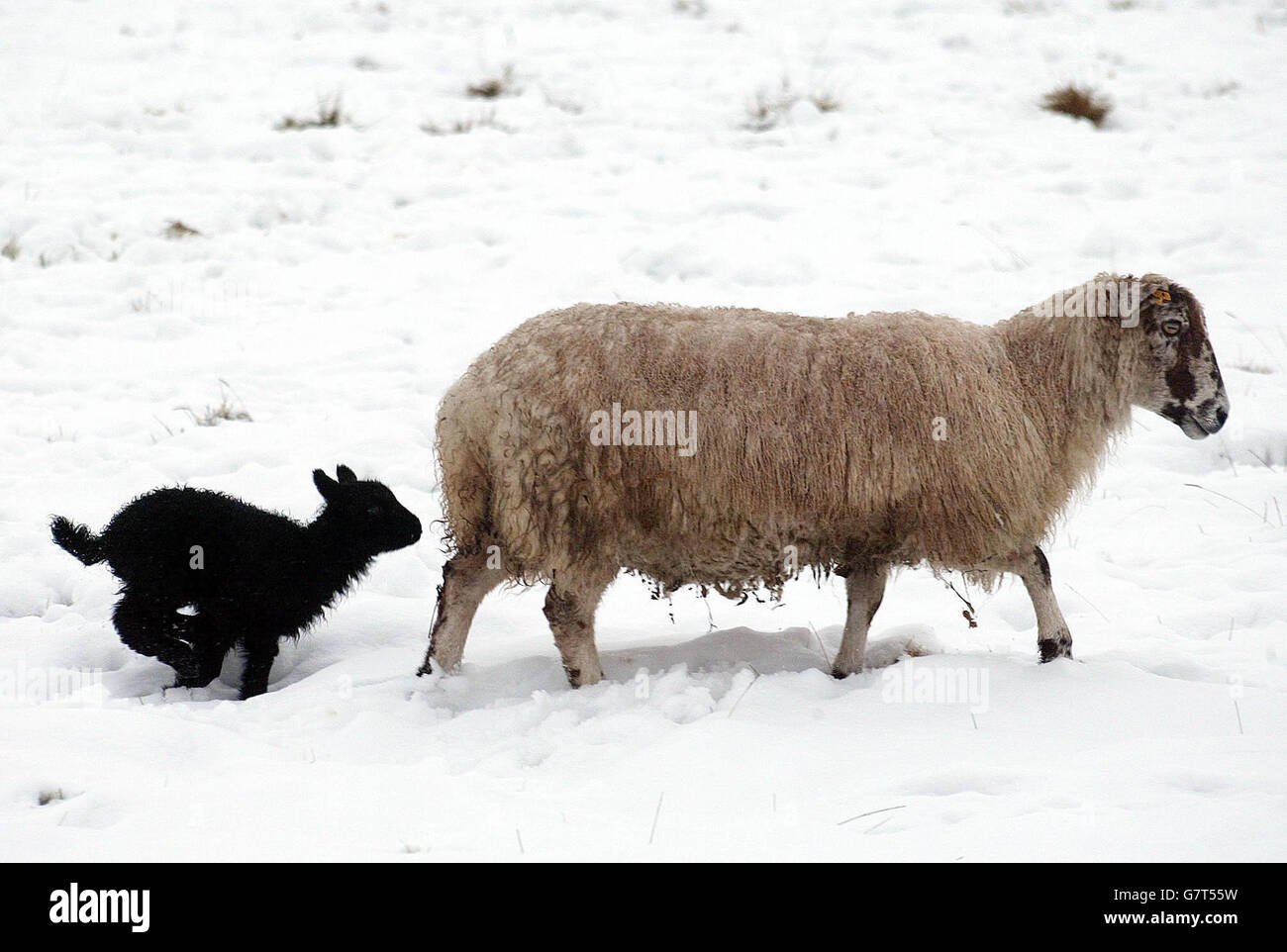 A young lamb struggles to keep up with mum in Wye, Kent, as bad weather ...