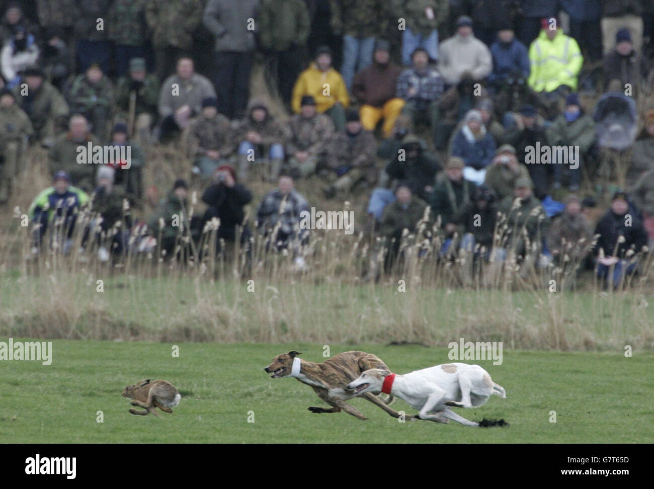 Hare Coursing - Waterloo Cup. Spectators line the course as they watch ...