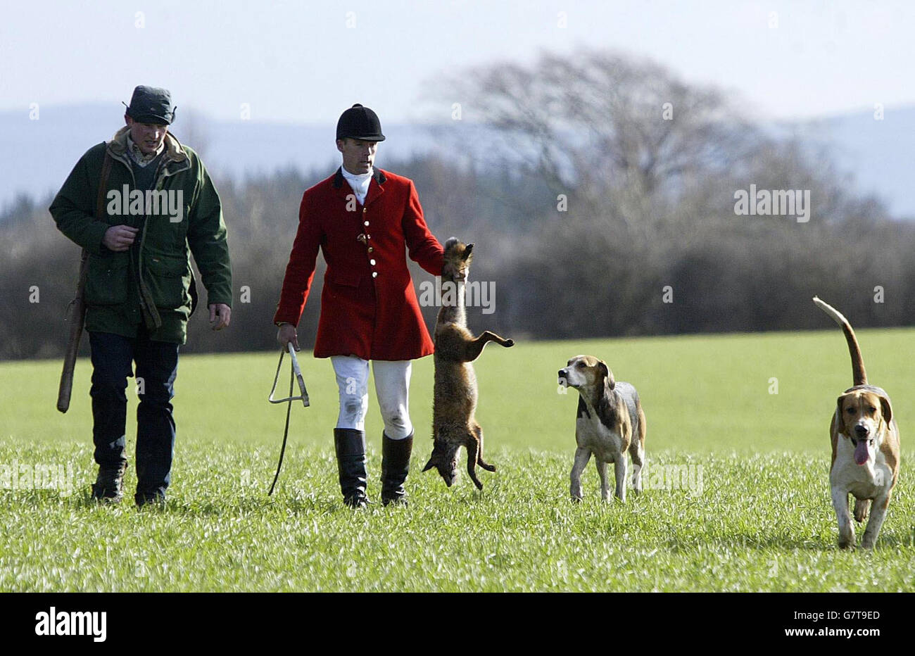 A huntsman holds up a fox after it was shot in the South Durham Hunt ...