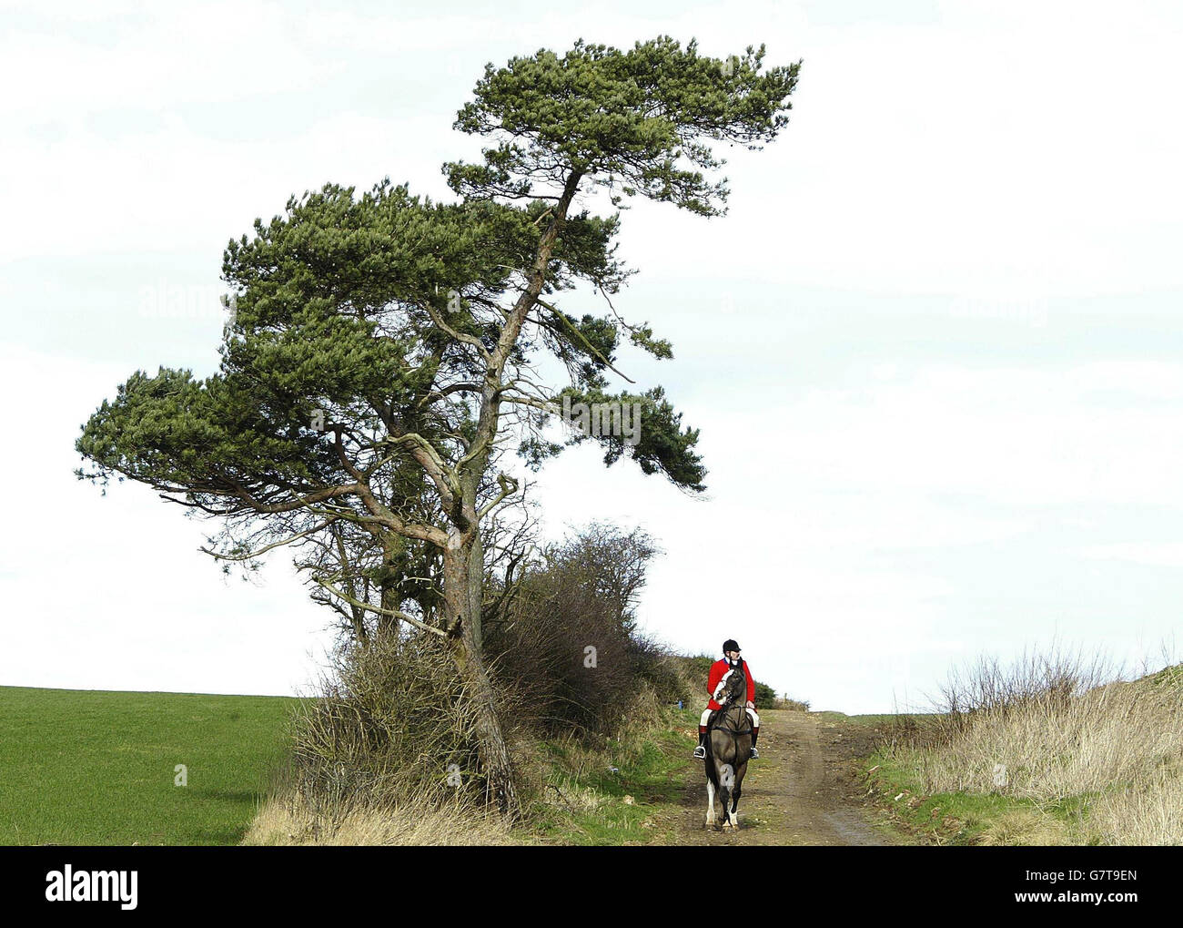 First Day Of Hunting Ban. A huntsman in the South Durham Hunt Stock ...