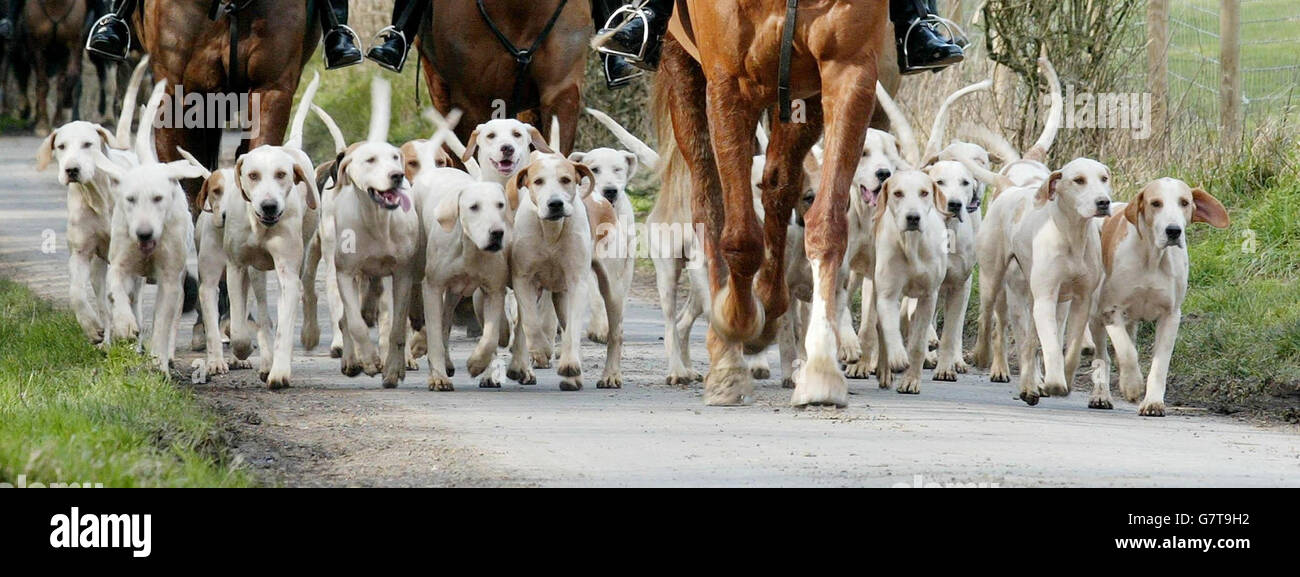 First Day Of The Hunting Ban Stock Photo - Alamy