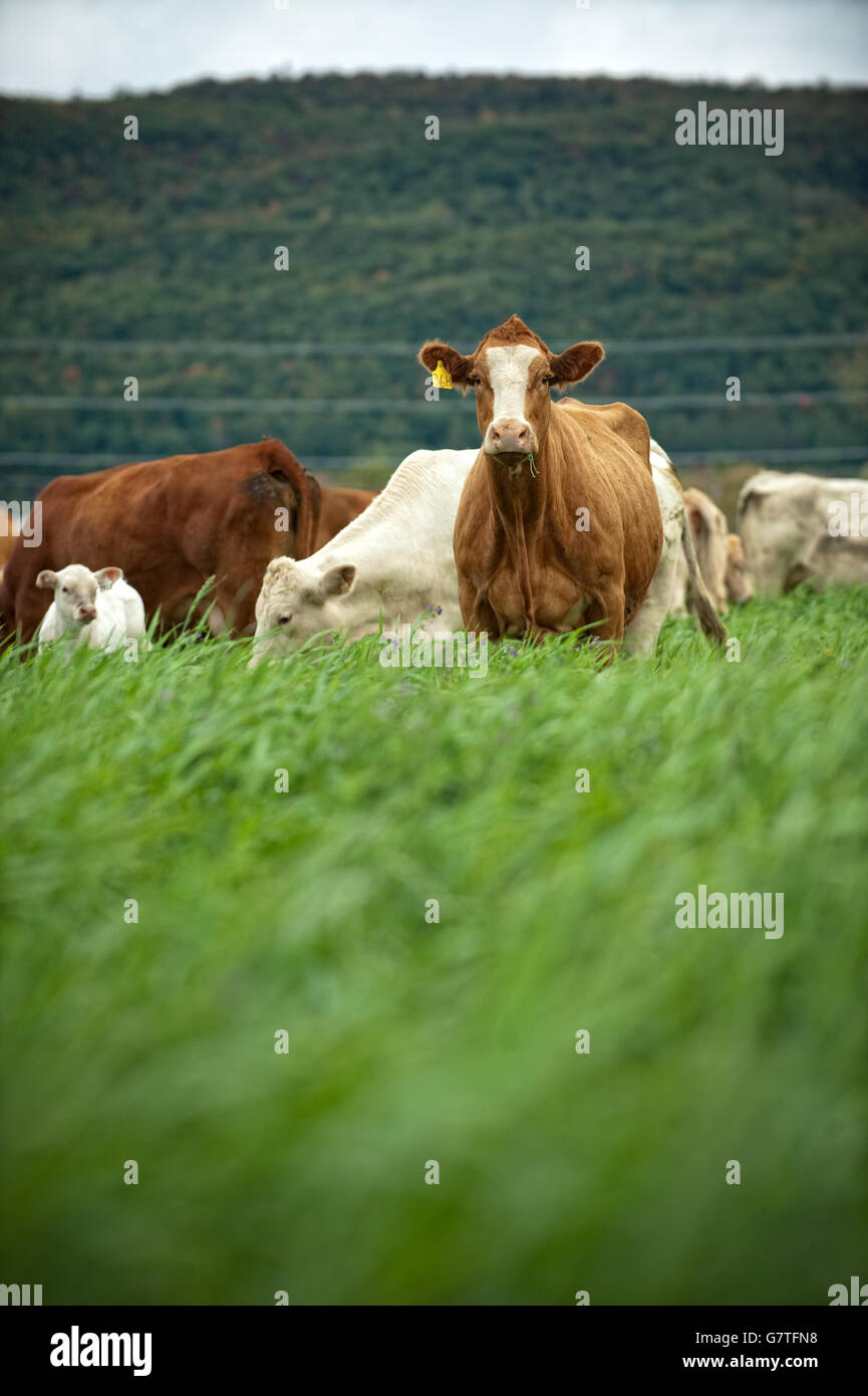 Cows in field Stock Photo - Alamy