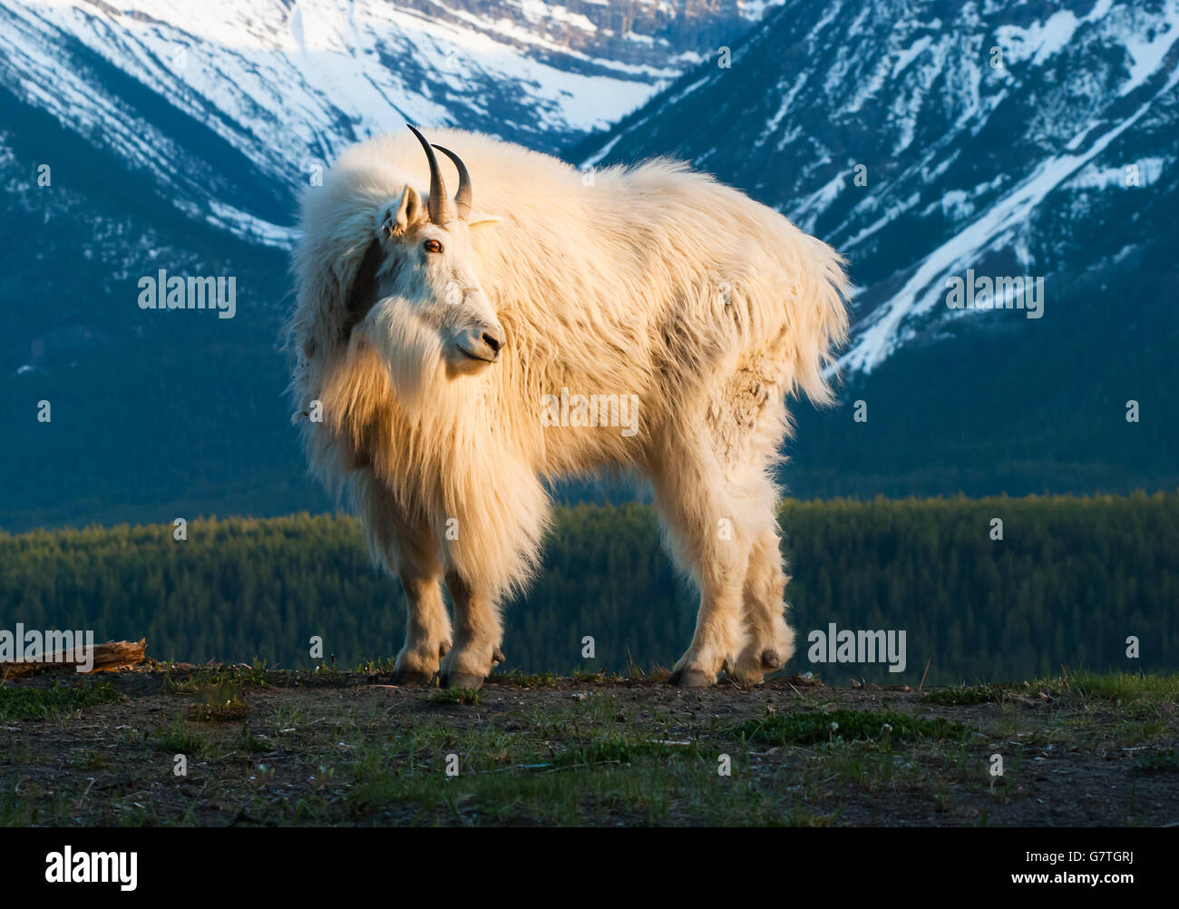 Mountain Goat on top of Canadian Rockies in the sunset Stock Photo - Alamy