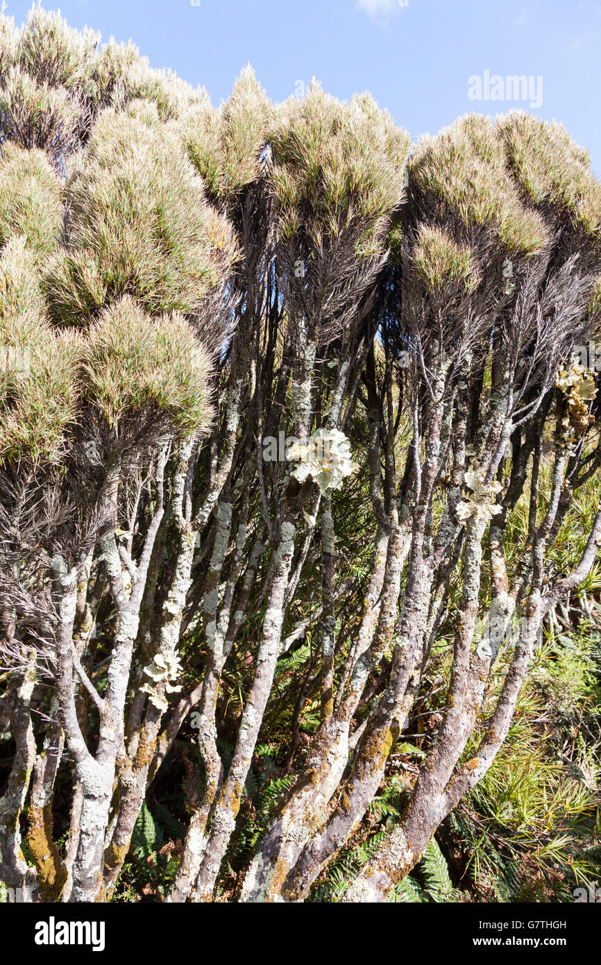 Lichen growing on Dracophyllum Longifolium, Campbell Island, New ...