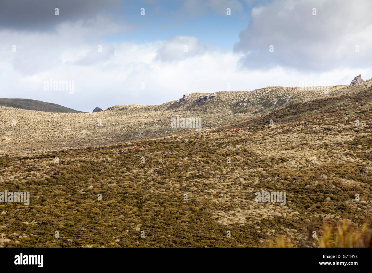 Views over Campbell Island from the Col Lyle Saddle, New Zealand ...