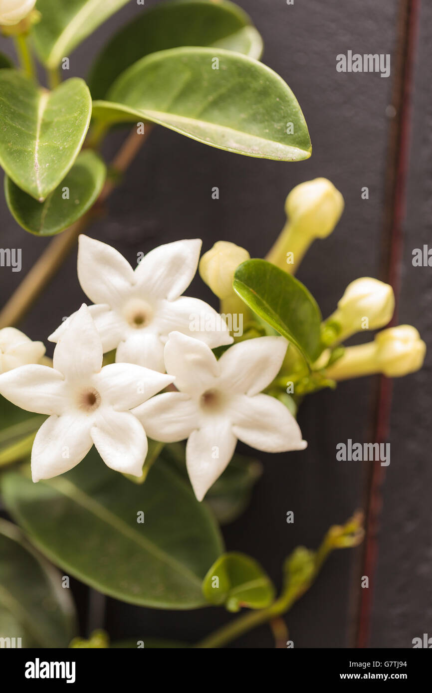 Stephanotis flower hi-res stock photography and images - Alamy