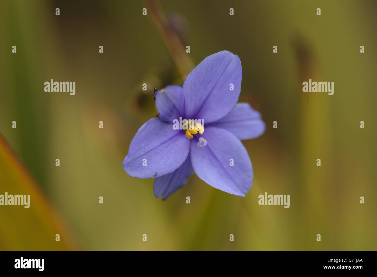 Tiny flower in nature hi-res stock photography and images - Alamy