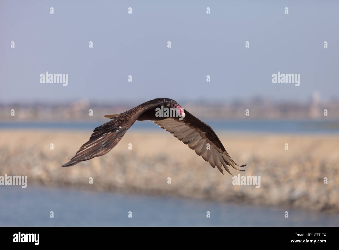 Condor attack hi-res stock photography and images - Alamy