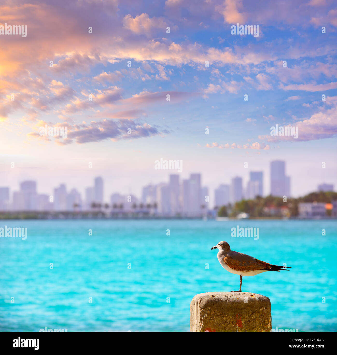 Miami downtown seagull mist foggy skyline from Miami Beach in Florida ...