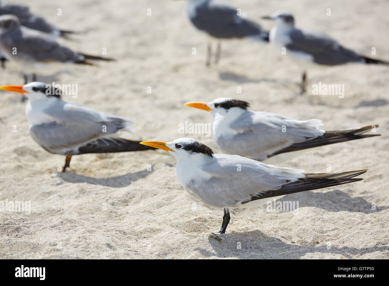 Royal Caspian terns sea birds in Miami Florida South beach USA Stock ...