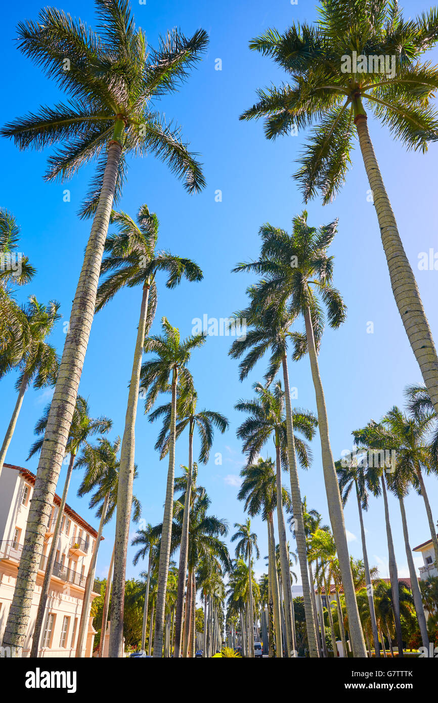 Palm Beach royal Palm Way in Florida USA palm trees in a row Stock ...