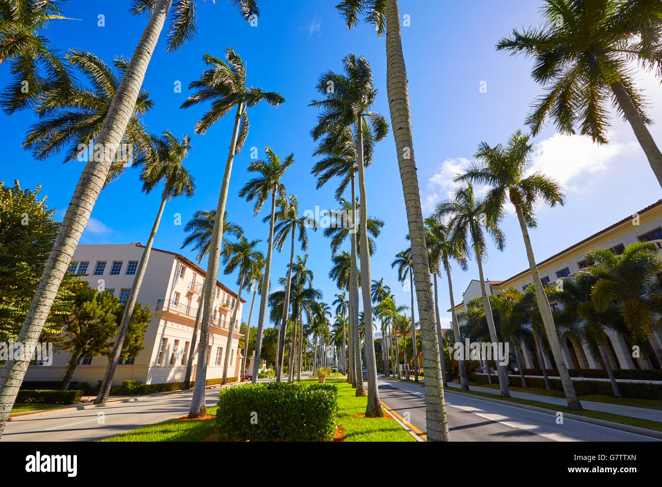 Palm Beach royal Palm Way in Florida USA palm trees in a row Stock ...