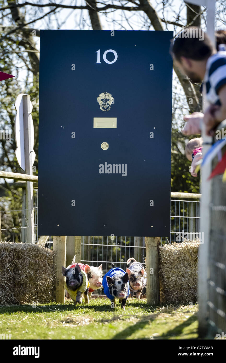 General Election pig race Stock Photo - Alamy