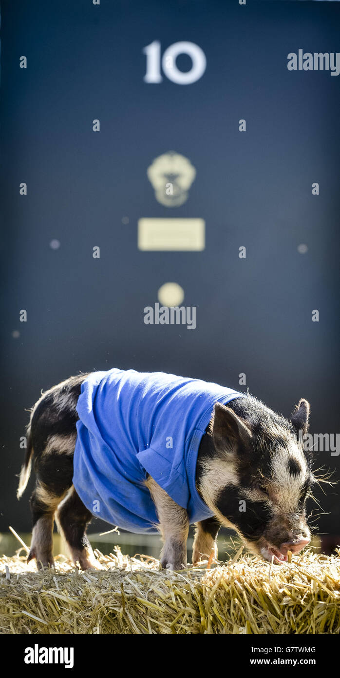 General Election pig race Stock Photo - Alamy