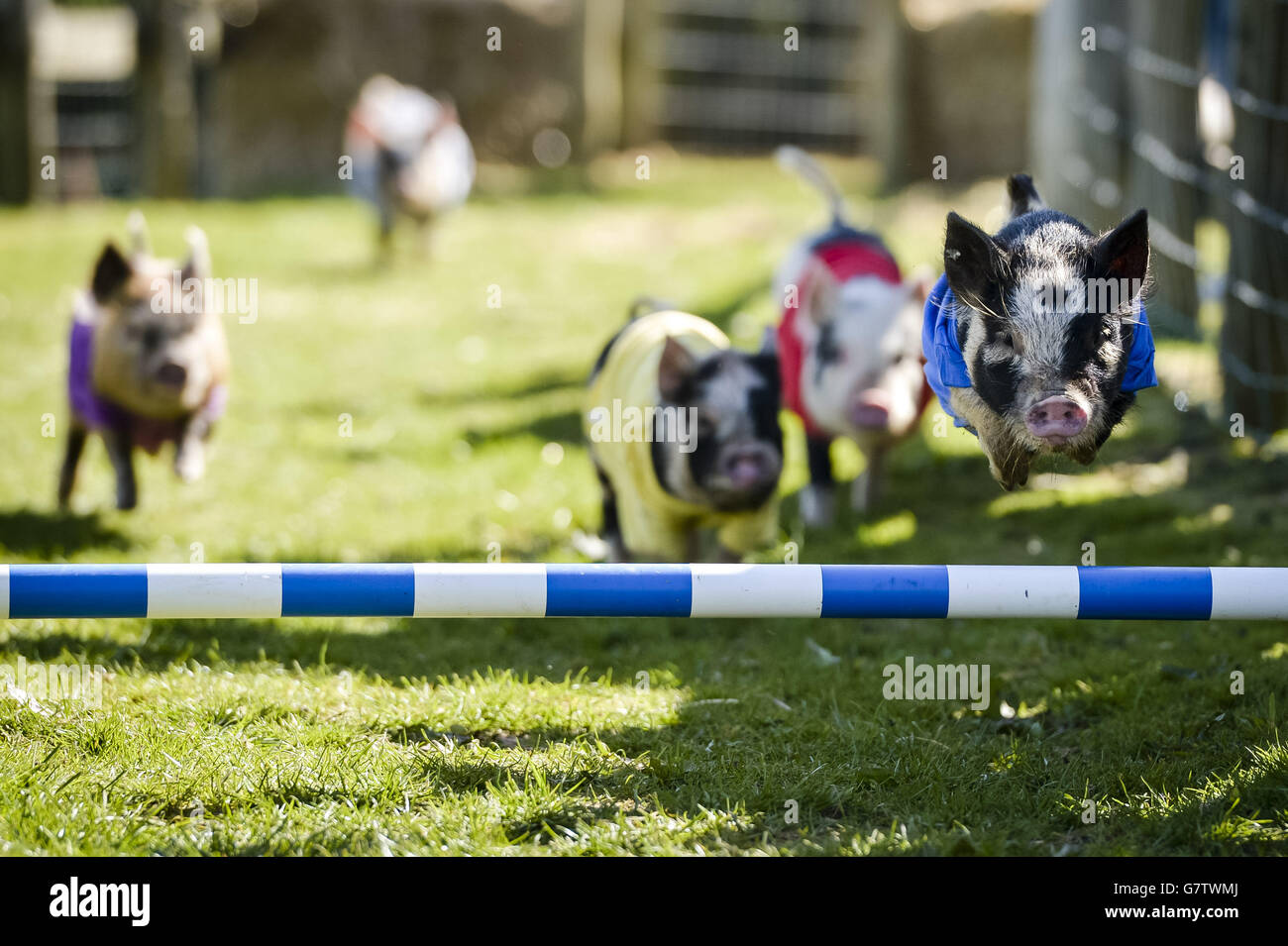 General Election pig race Stock Photo - Alamy