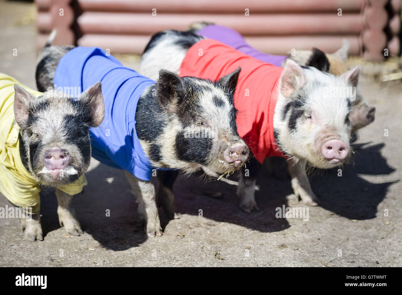 Pennywell farm and devon hi-res stock photography and images - Alamy