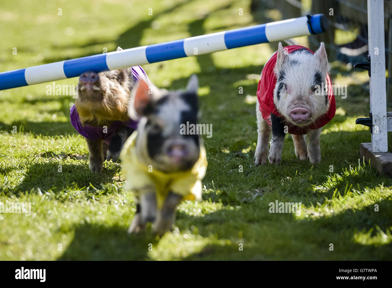 General Election pig race Stock Photo - Alamy