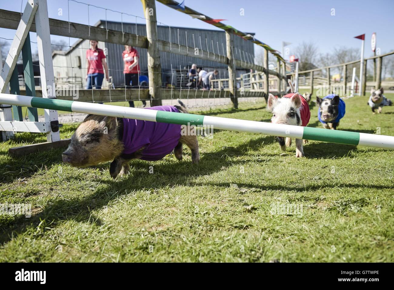 Pig racing hi-res stock photography and images - Alamy