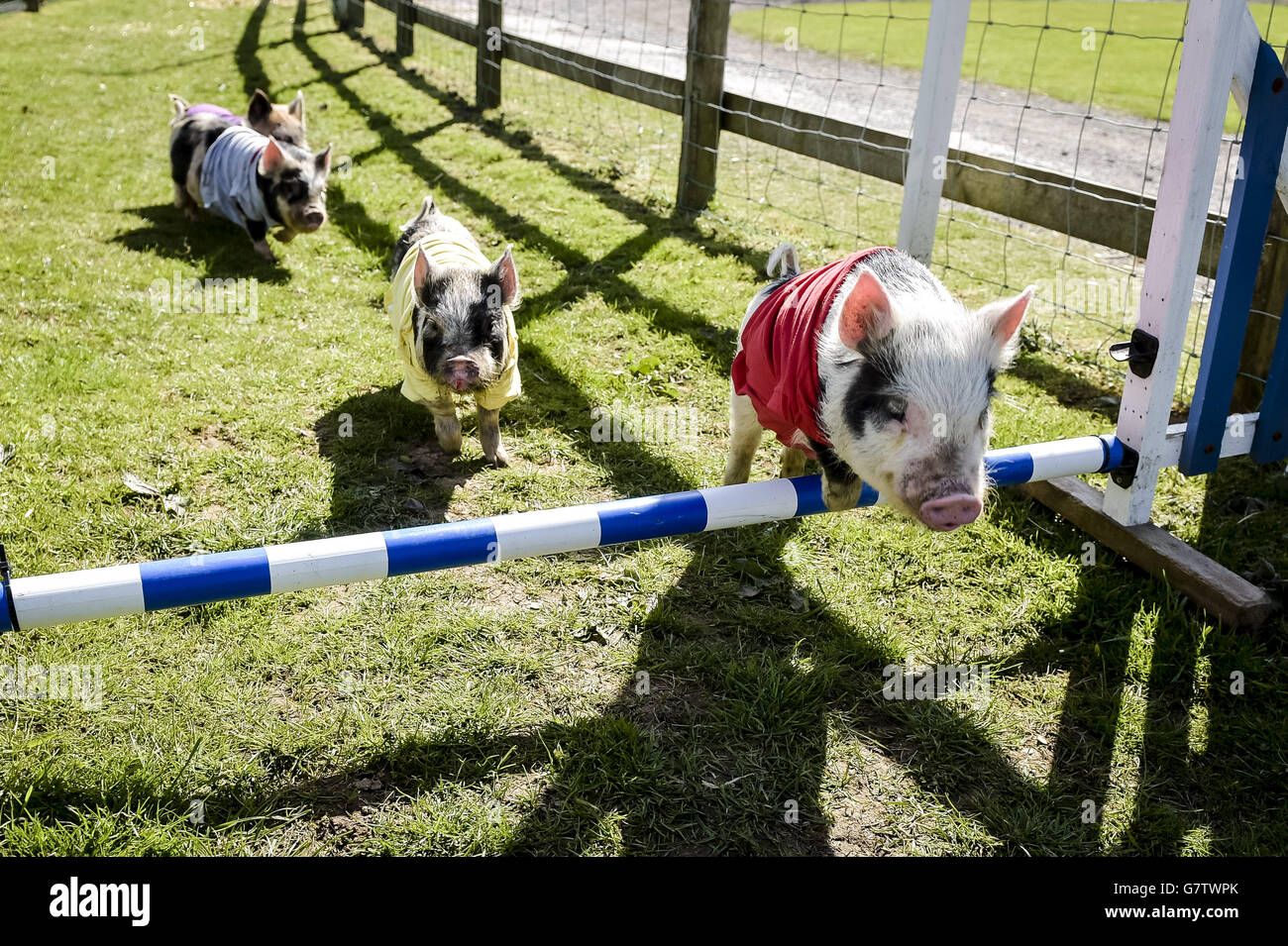 As he jumps fence in five pig race against rivals hi-res stock ...