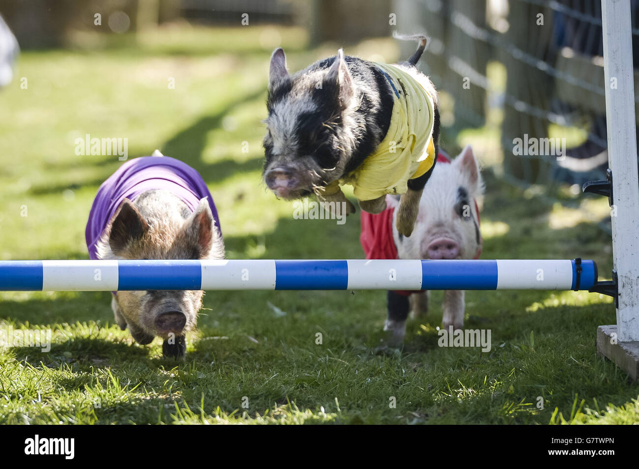 General Election pig race Stock Photo - Alamy