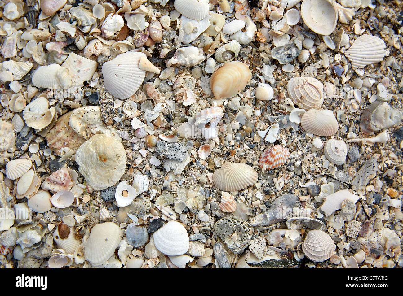 Sanibel island florida and shells hi-res stock photography and images ...