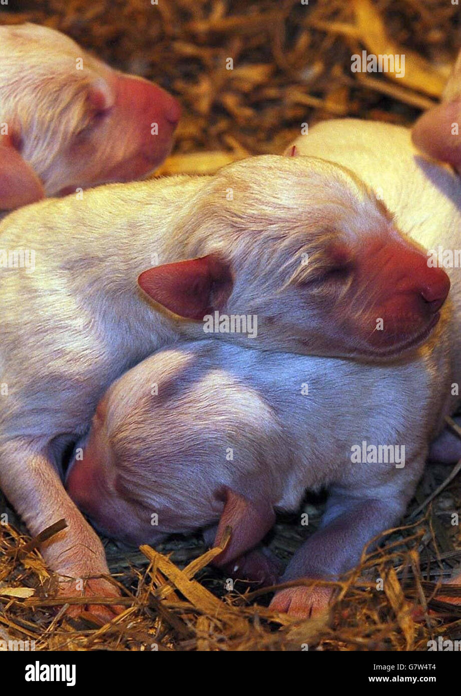 Fox hunting ban - Sinnington Hunt kennels Stock Photo - Alamy