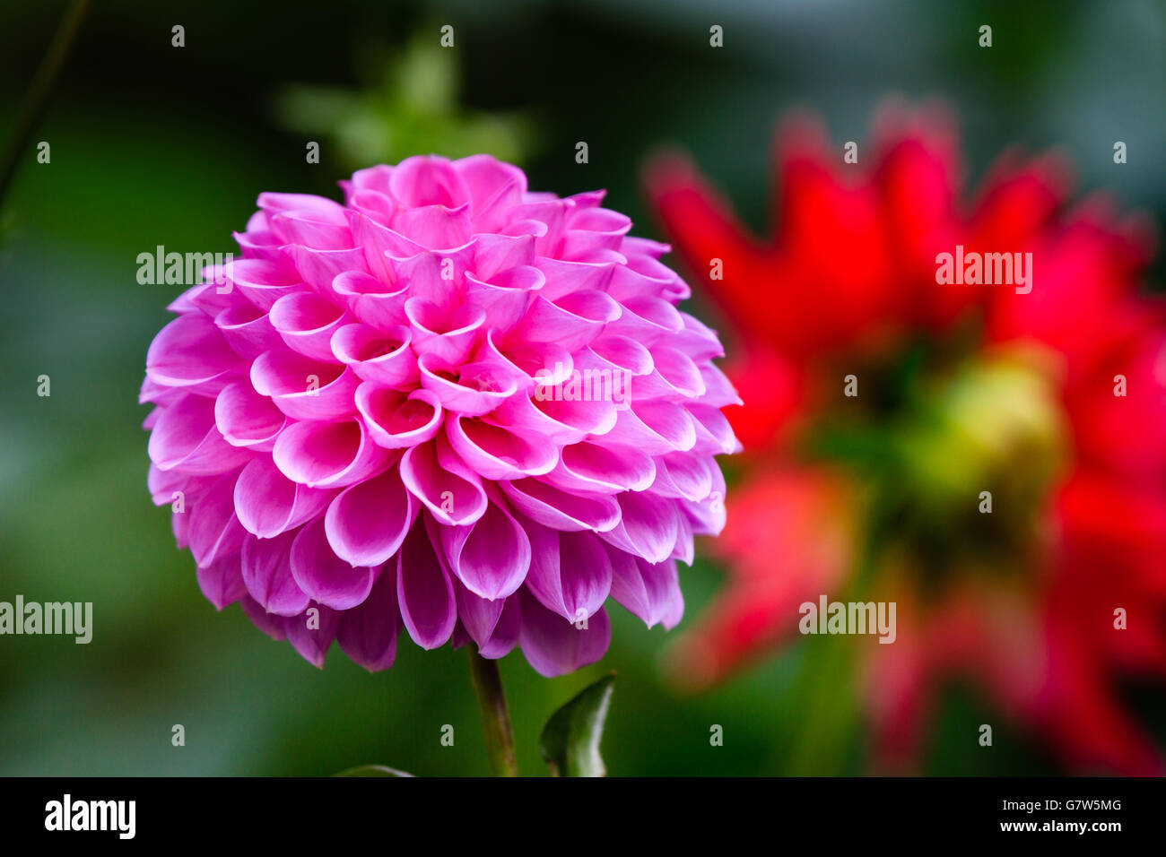 Beautiful purple Dhalia Stock Photo - Alamy