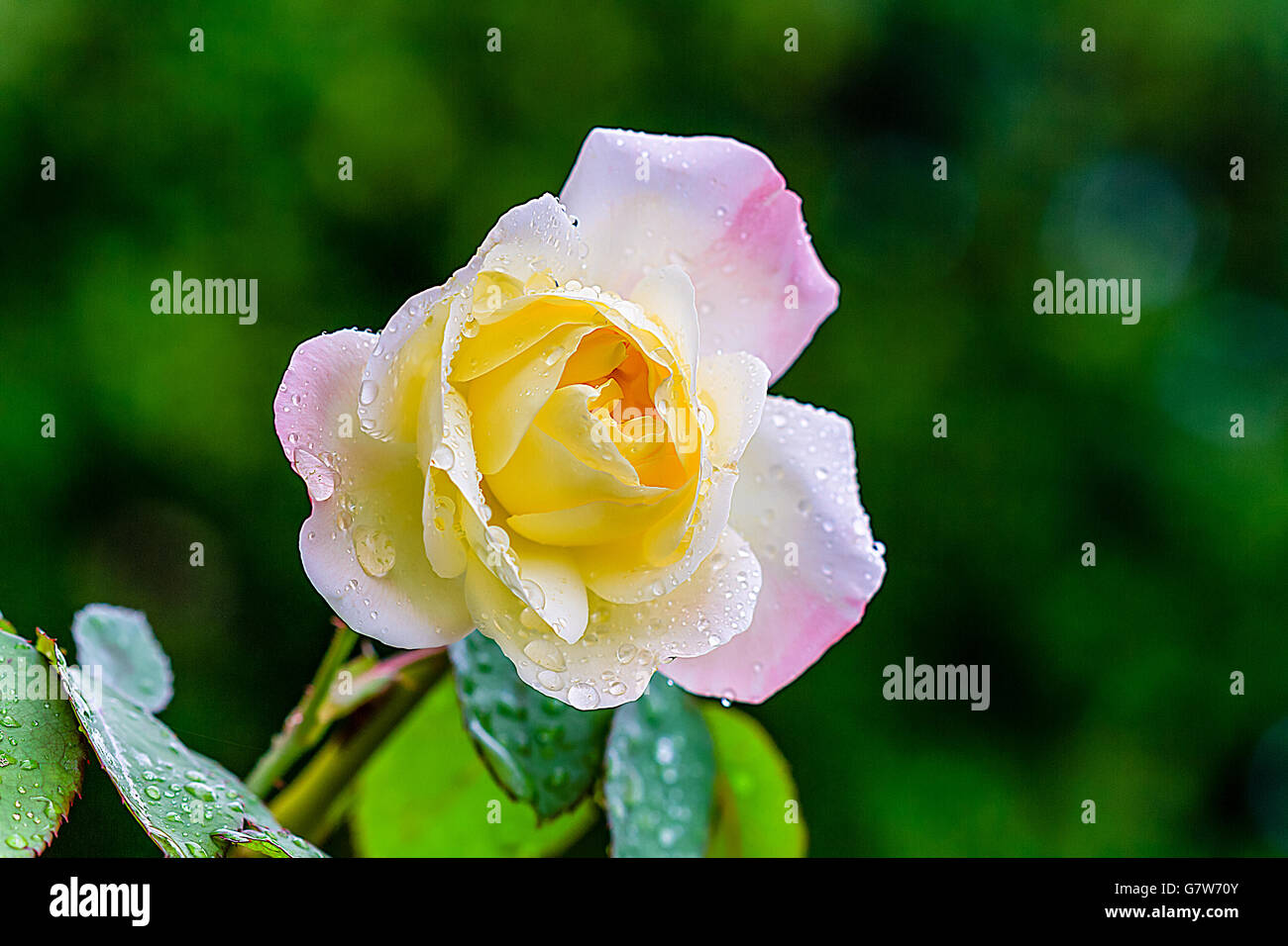 A beautiful while pink yellow rose Stock Photo - Alamy