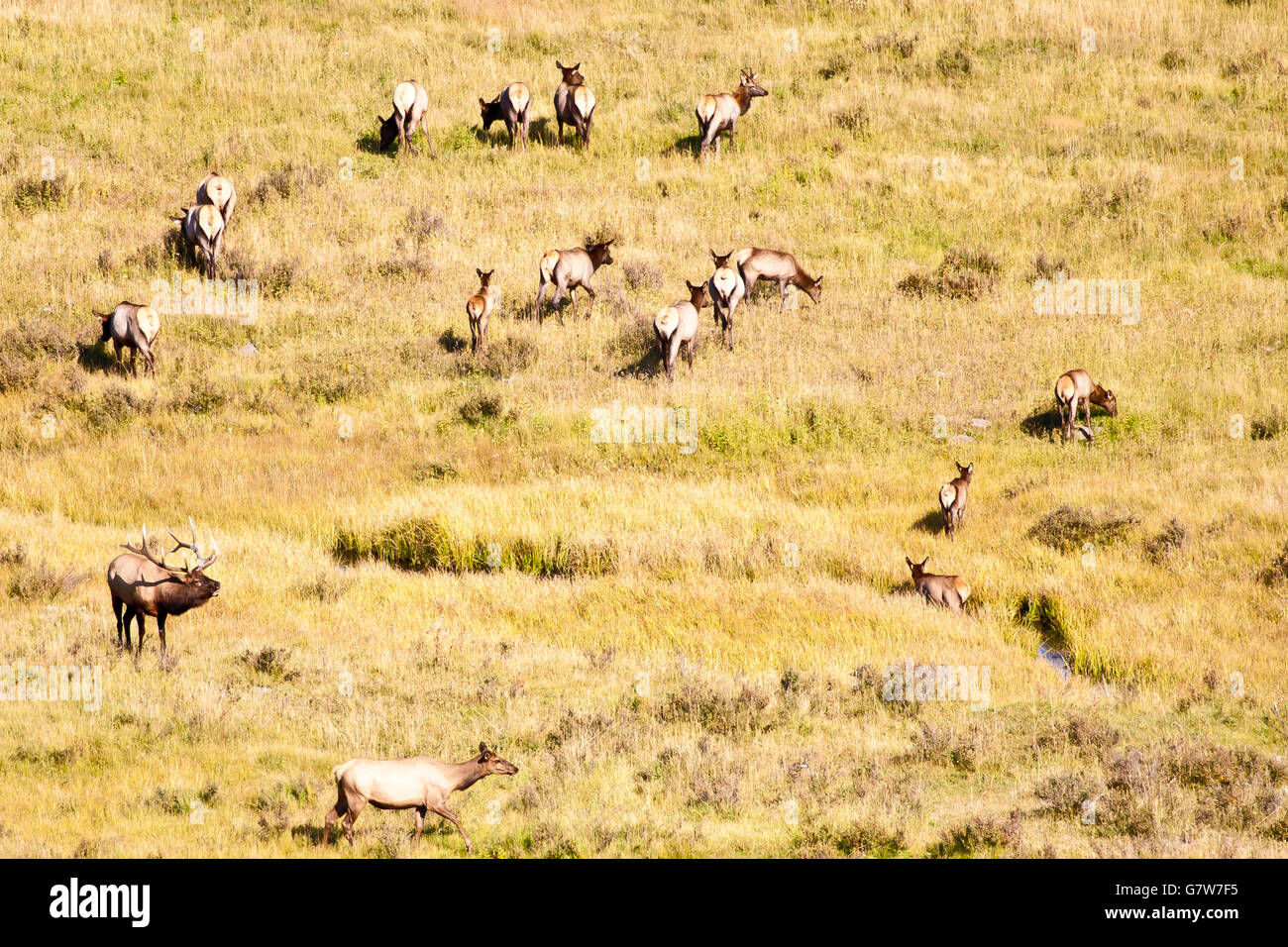 Bull elk cows during rut hi-res stock photography and images - Alamy