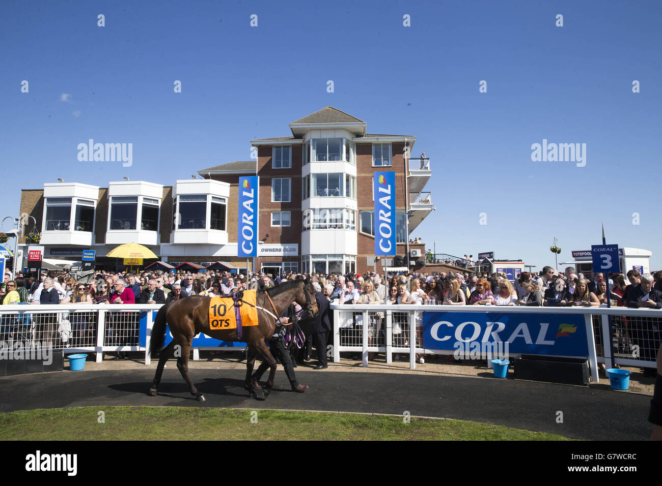 Horses are led around the parade ring at Ayr Racecourse Stock Photo - Alamy