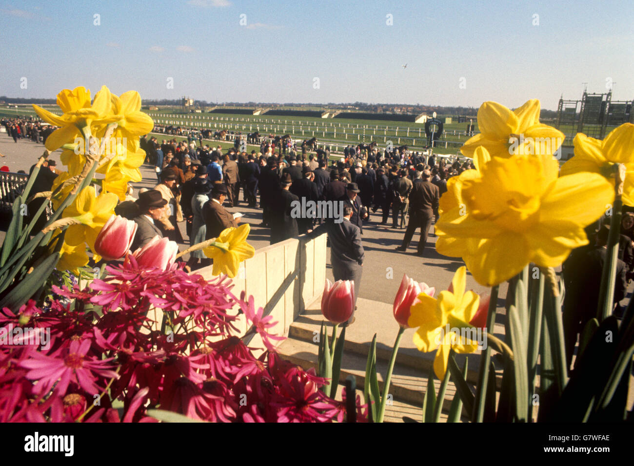 Spring flowers bloom at doncaster racecourse hi-res stock photography ...