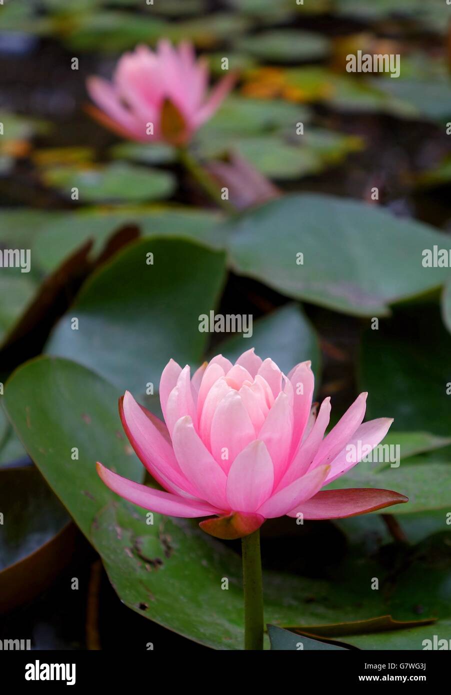 The beautiful lotus flower is a symbol for Buddhism in Asia Stock Photo ...
