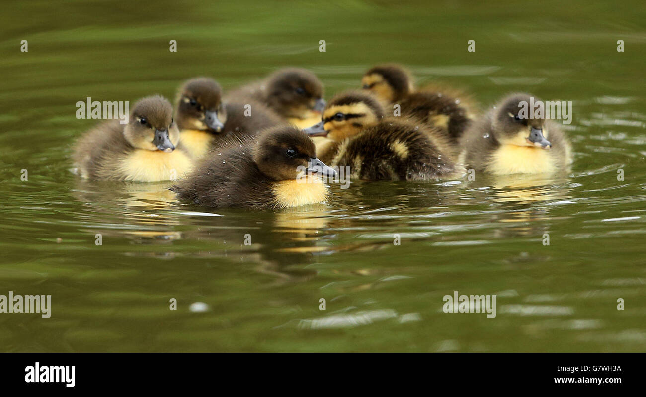 Ducks in pond Stock Photo - Alamy
