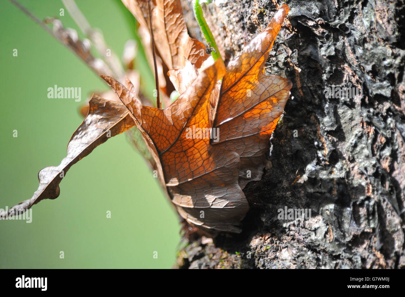 Tree parasite hi-res stock photography and images - Alamy