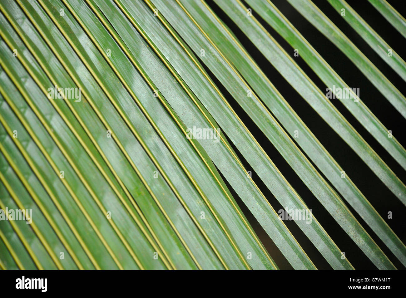 The coconut leaves pattern Stock Photo - Alamy